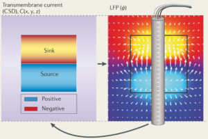 揭秘频域：LFP数据中的频谱分析全解析 – User's Blog!