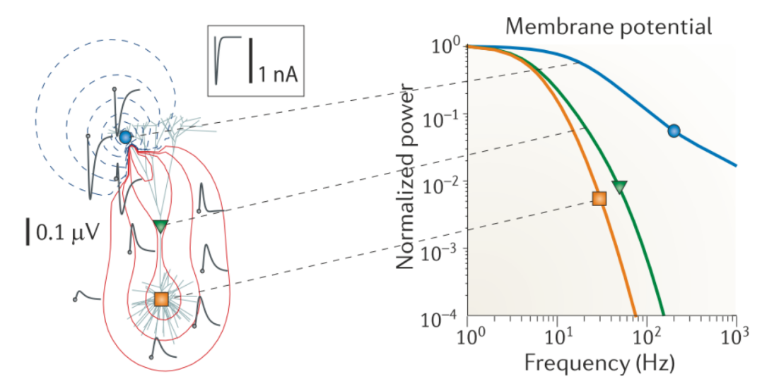 探秘脑信号：全面解析局部场电位（LFP）及其预处理指南 – User's Blog!